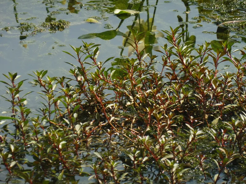 Ludwigia repens 'Rubin' (Creeping Primrose-Willow) - Aquatic Plants Nursery