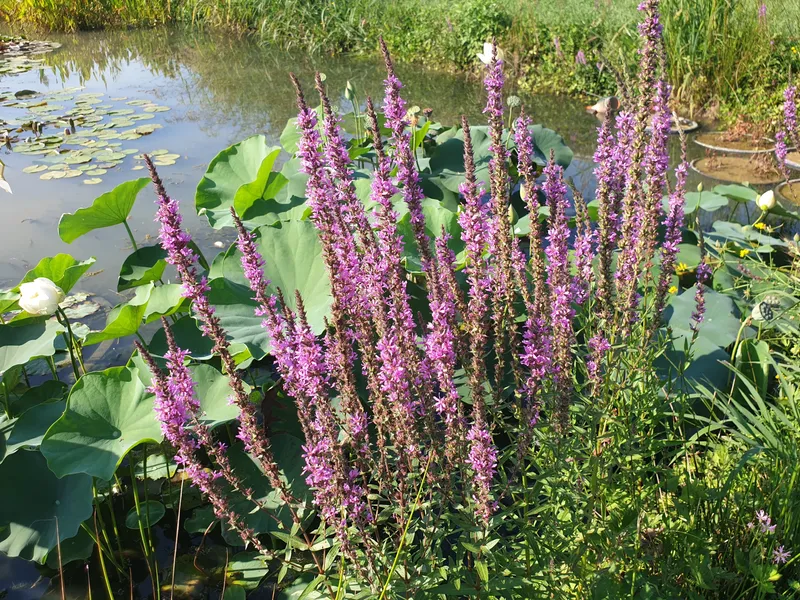 Lythrum salicaria (Purple Loosestrife) - Aquatic Plants Nursery