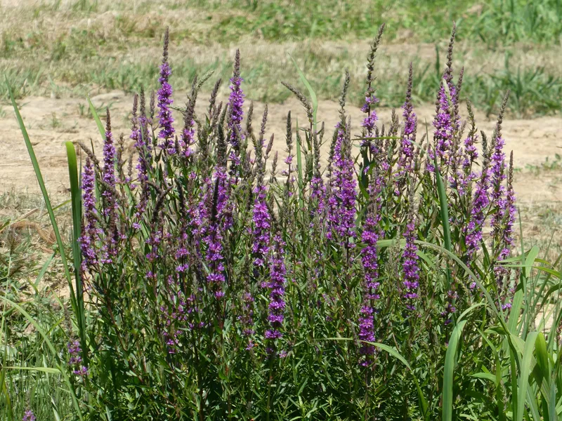 Lythrum salicaria (Purple Loosestrife) - Aquatic Plants Nursery