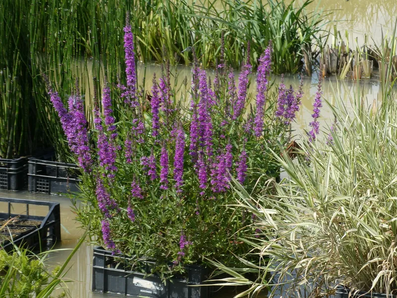 Lythrum salicaria (Purple Loosestrife) - Aquatic Plants Nursery