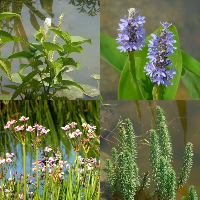 Marsh plants or marginal pond plants - Aquatic Plants Nursery