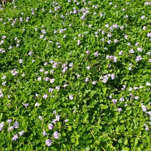 Mazus reptans (Creeping Mazus) - Aquatic Plants Nursery