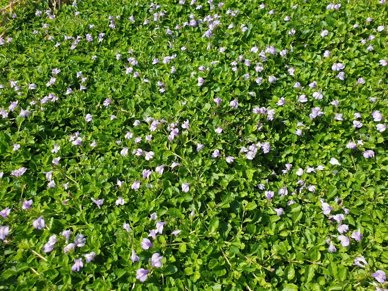 Mazus reptans (Creeping Mazus) - Aquatic Plants Nursery