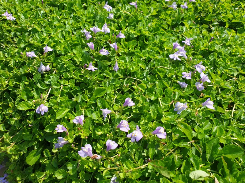 Mazus reptans (Creeping Mazus) - Aquatic Plants Nursery