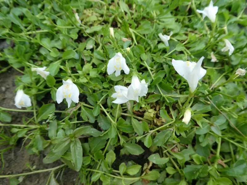 Mazus reptans 'Albus' (Creeping White Mazus) - Aquatic Plants Nursery