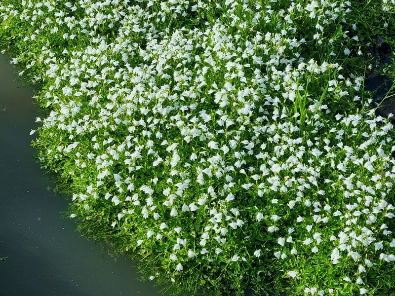 Mazus reptans 'Albus' (Creeping White Mazus) - Aquatic Plants Nursery