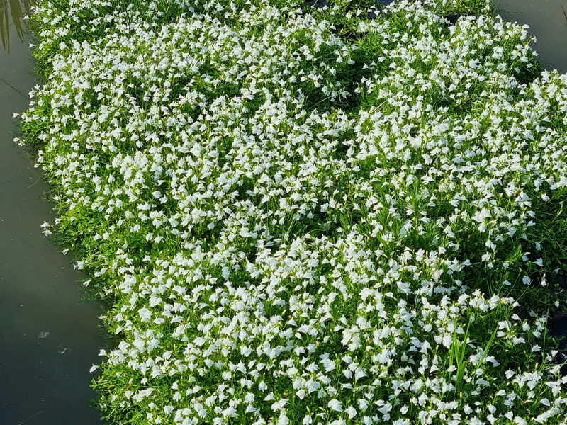 Mazus reptans 'Albus' (Creeping White Mazus) - Aquatic Plants Nursery