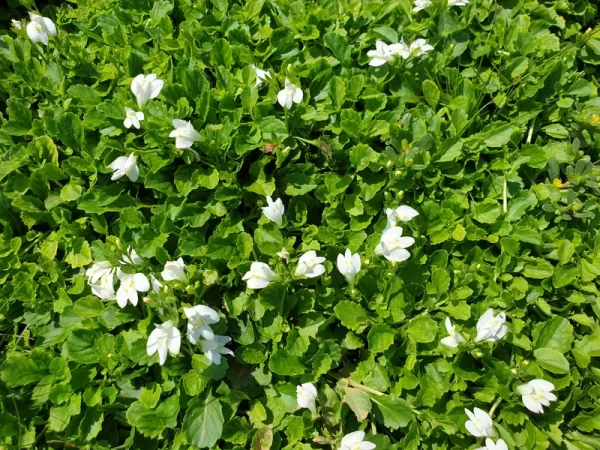 Mazus reptans 'Albus' (Creeping White Mazus) - Aquatic Plants Nursery