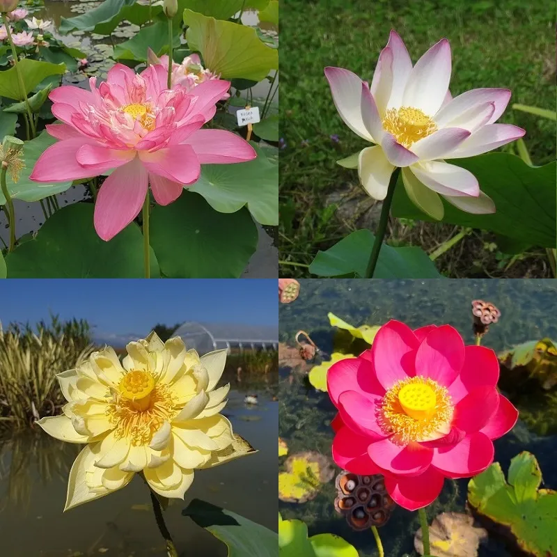 Medium lotus flowers - for pots of 60-70 cm in diameter - Aquatic ...