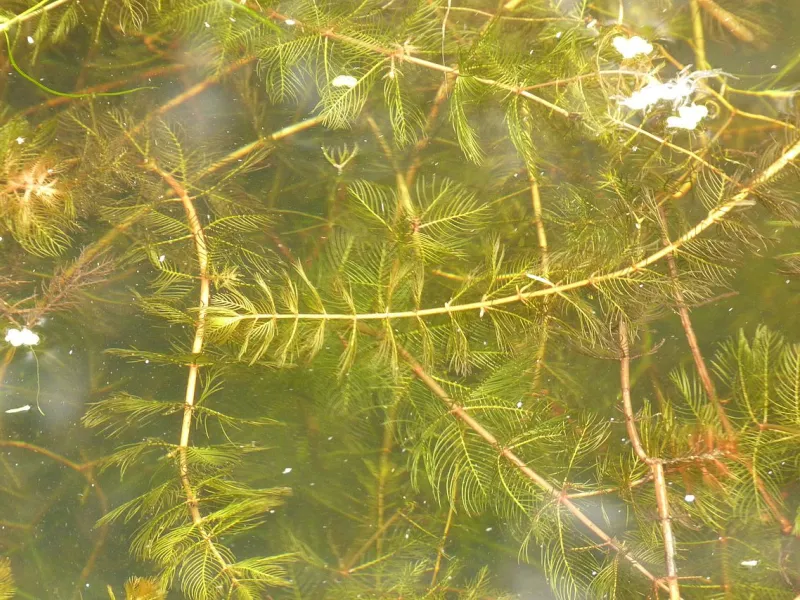 Myriophyllum spicatum (Spiked Water-Milfoil) - Aquatic Plants Nursery