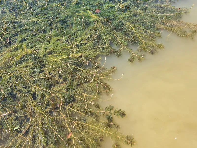 Myriophyllum spicatum (Spiked Water-Milfoil) - Aquatic Plants Nursery