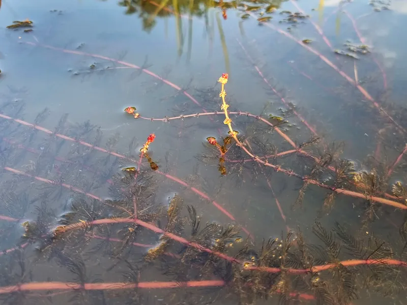 Myriophyllum spicatum (Spiked Water-Milfoil) - Aquatic Plants Nursery