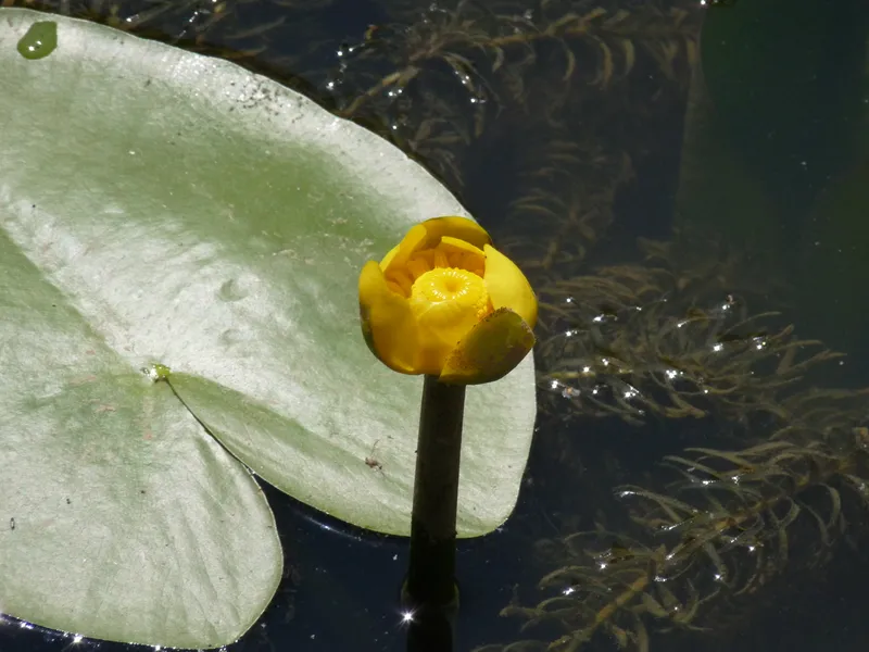 Nuphar lutea (Yellow Pond lily) - Aquatic Plants Nursery