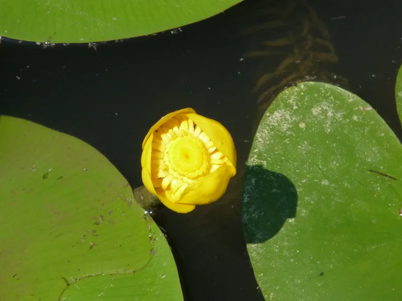 Nuphar lutea (Yellow Pond lily) - Aquatic Plants Nursery