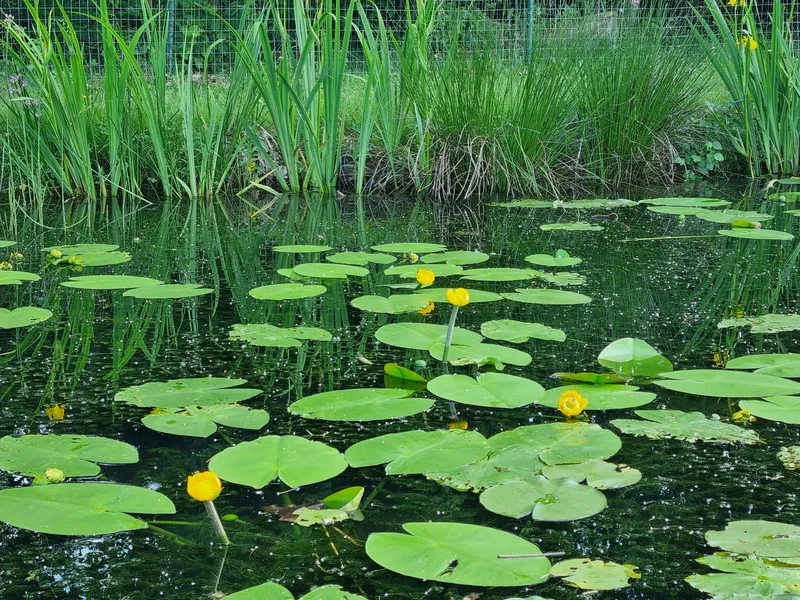 Nuphar lutea (Yellow Pond lily) - Aquatic Plants Nursery
