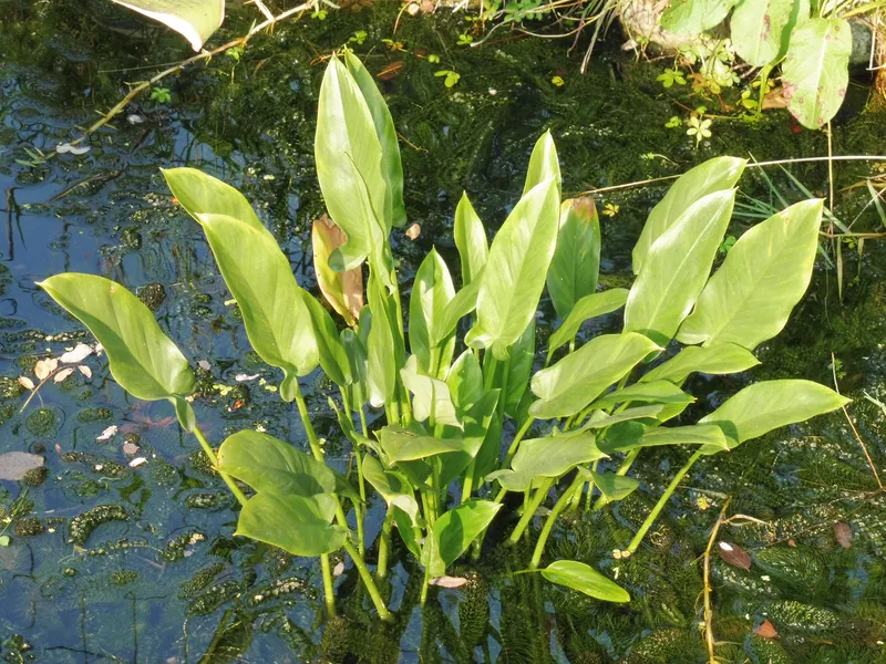 Peltandra virginica (Green Arrow Arum, Tuckahoe) - Aquatic Plants Nursery