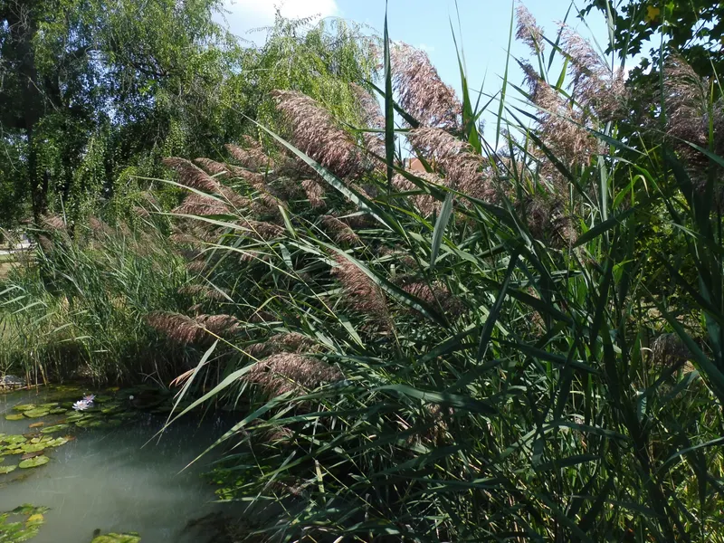 Phragmites australis (Common Reed) - Aquatic Plants Nursery