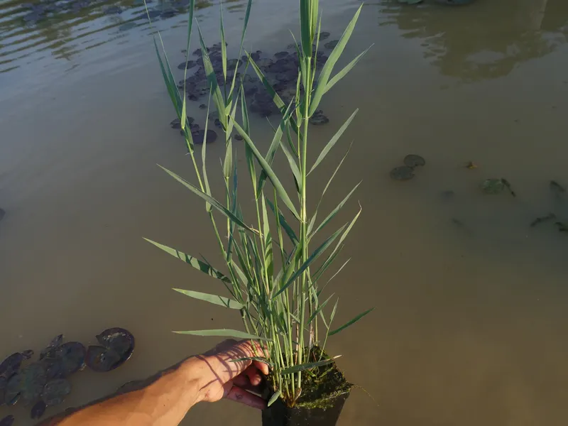 Phragmites australis (Common Reed) - Aquatic Plants Nursery