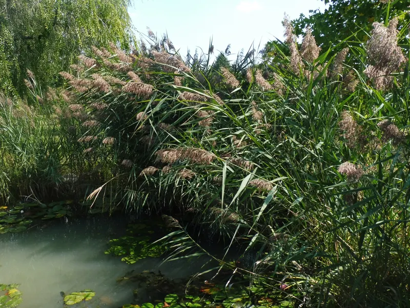 Phragmites australis (Common Reed) - Aquatic Plants Nursery