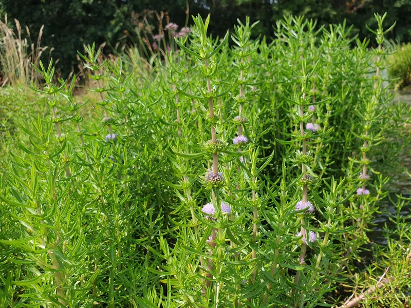 Preslia cervina (Water Spearmint) - Aquatic Plants Nursery