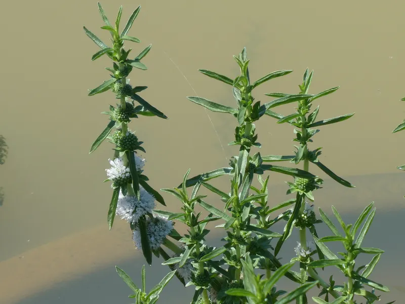 Preslia cervina 'Alba' (White Water Spearmint) - Aquatic Plants Nursery