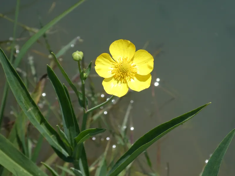 Ranunculus lingua (Greater Spearwort) - Aquatic Plants Nursery