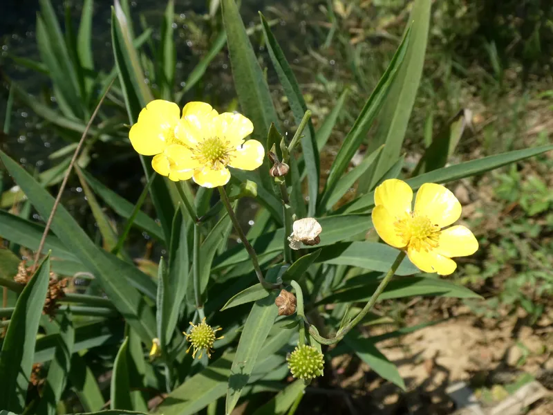 Ranunculus lingua (Greater Spearwort) - Aquatic Plants Nursery