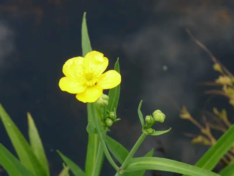 Ranunculus lingua (Greater Spearwort) - Aquatic Plants Nursery