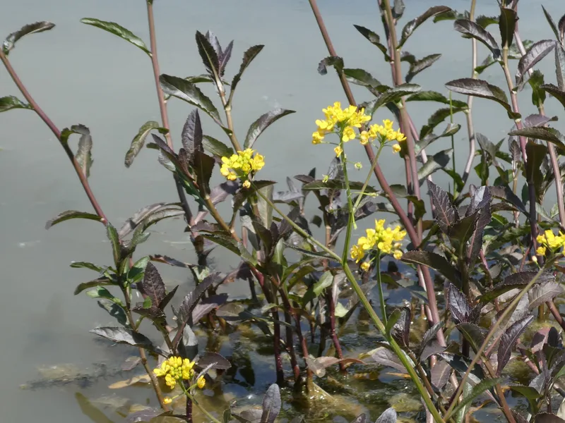 Rorippa amphibia (Great Yellow Cress) - Aquatic Plants Nursery