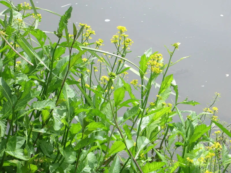 Rorippa amphibia (Great Yellow Cress) - Aquatic Plants Nursery