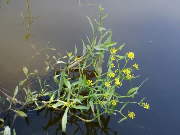 Rorippa amphibia (Great Yellow Cress) - Aquatic Plants Nursery