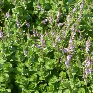 Rotala rotundifolia (Roundleaf Toothcup) - Aquatic Plants Nursery