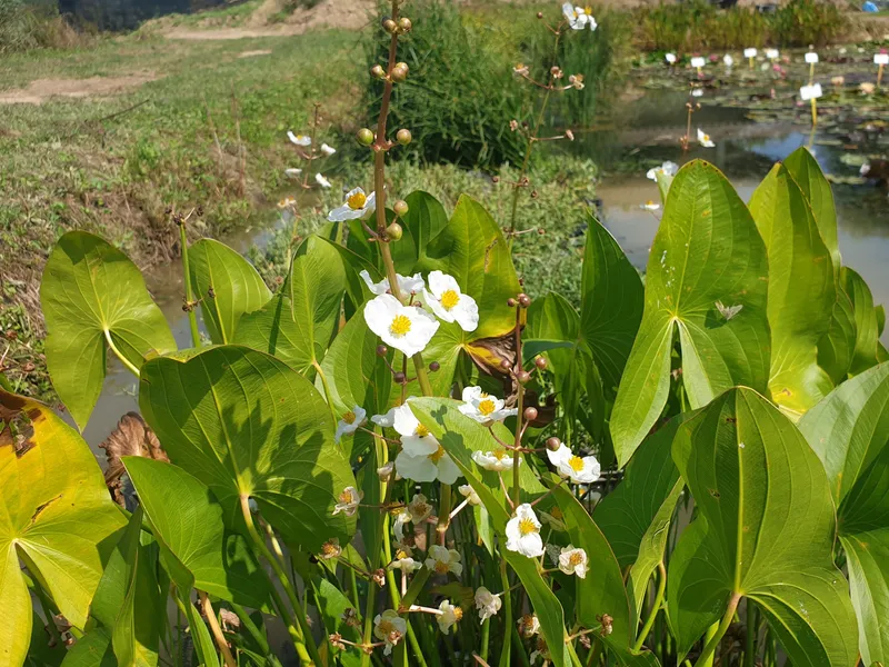Arrowhead Plant Flower