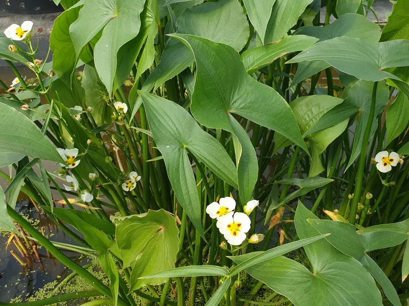 Sagittaria montevidensis (Giant Arrowhead) - Aquatic Plants Nursery