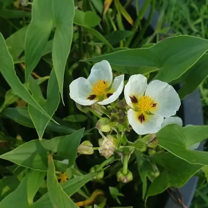 Sagittaria montevidensis (Giant Arrowhead) - Aquatic Plants Nursery