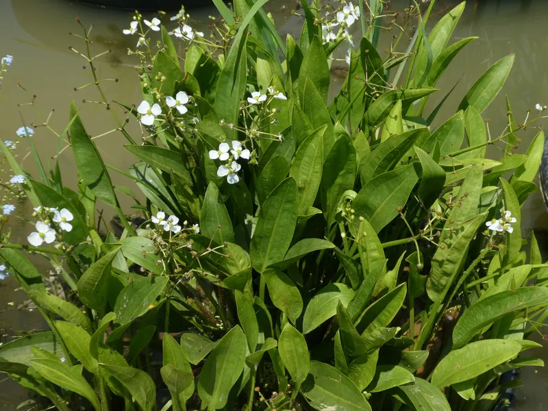 Sagittaria platyphylla (Delta Arrowhead) - Aquatic Plants Nursery
