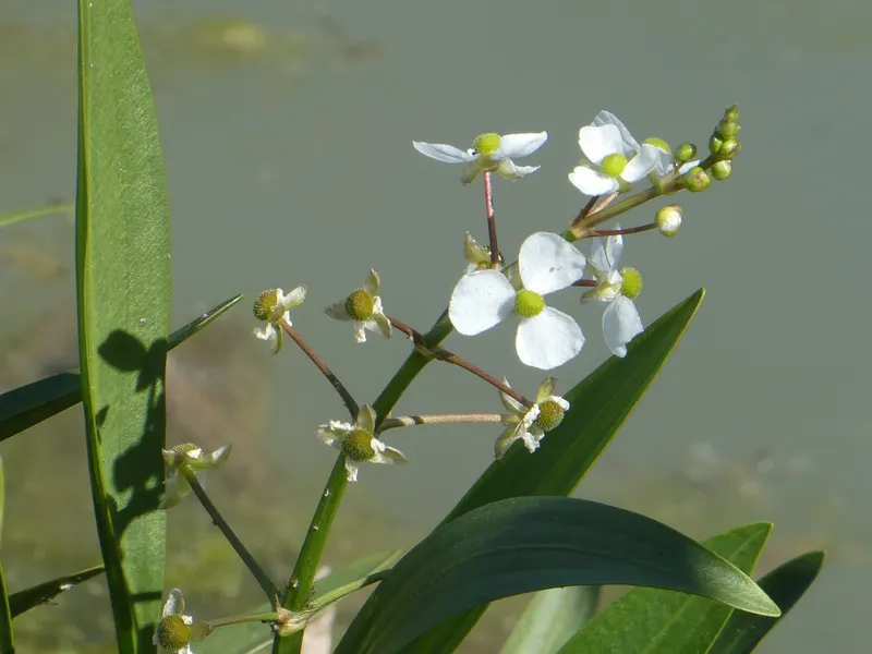Sagittaria platyphylla (Delta Arrowhead) - Aquatic Plants Nursery