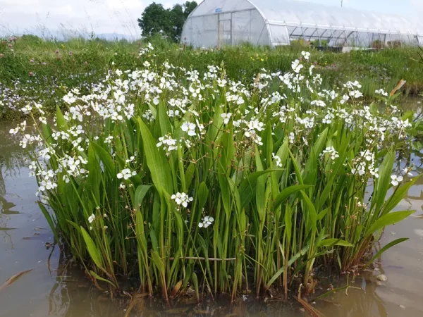 Sagittaria platyphylla (Delta Arrowhead) - Aquatic Plants Nursery