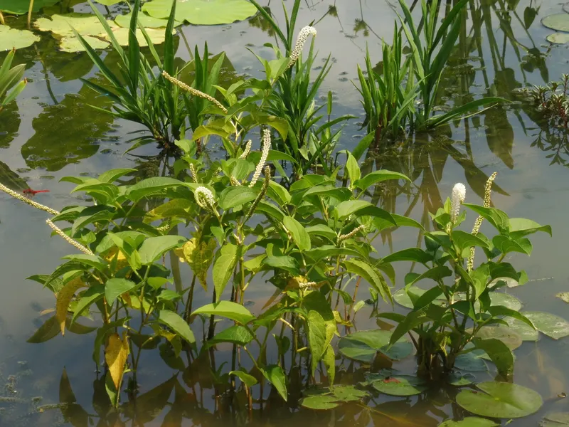 Saururus cernuus (Lizard's Tail) - Aquatic Plants Nursery