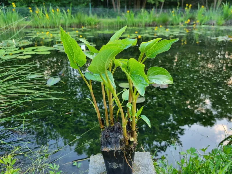 Saururus cernuus (Lizard's Tail) - Aquatic Plants Nursery