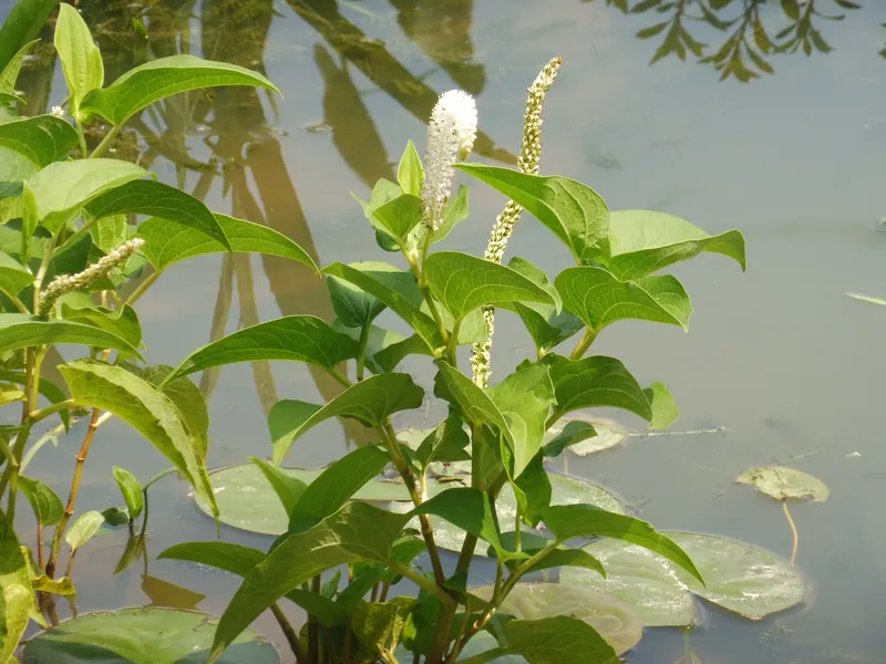 Saururus cernuus (Lizard's Tail) - Aquatic Plants Nursery