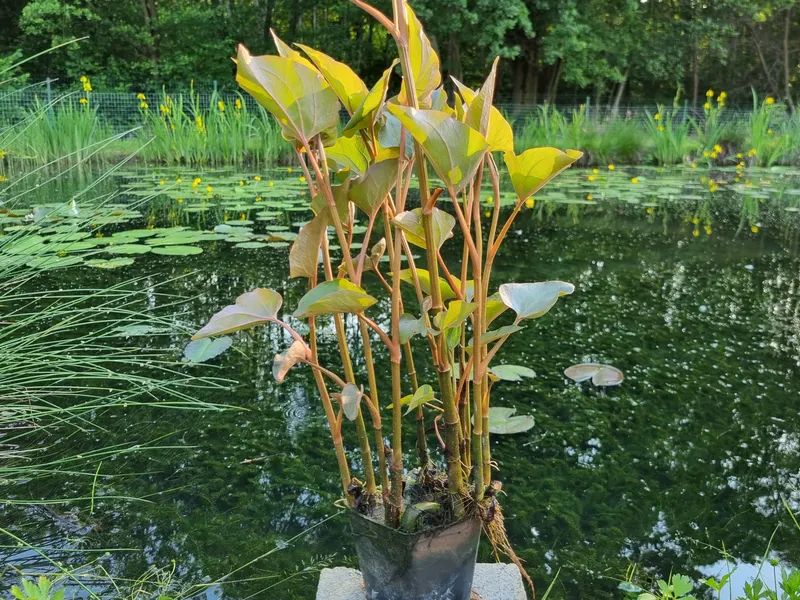 Saururus cernuus 'Ruminoides' (Red Stemmed Lizard's Tail) - Aquatic ...