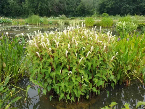 Saururus cernuus 'Ruminoides' (Red Stemmed Lizard's Tail) - Aquatic ...