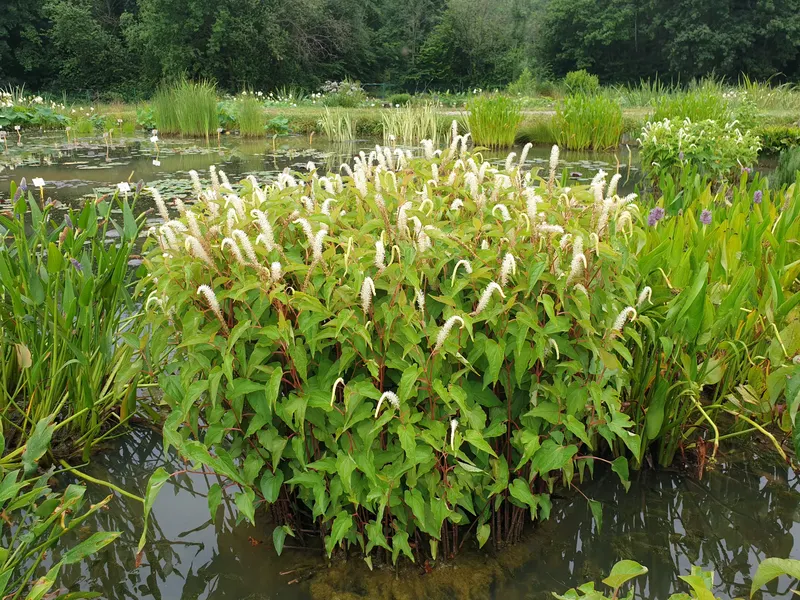 Saururus cernuus 'Ruminoides' (Red Stemmed Lizard's Tail) - Aquatic ...