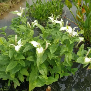 Saururus chinensis (Chinese Lizard's Tail) - Aquatic Plants Nursery