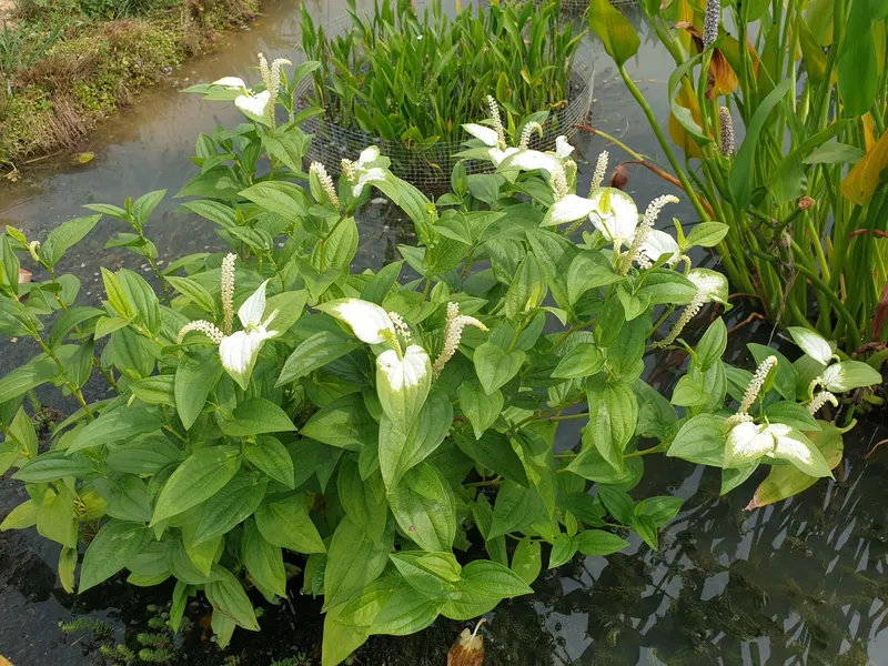 Saururus chinensis (Chinese Lizard's Tail) - Aquatic Plants Nursery