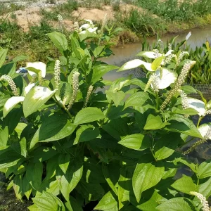 Saururus chinensis (Chinese Lizard's Tail) - Aquatic Plants Nursery