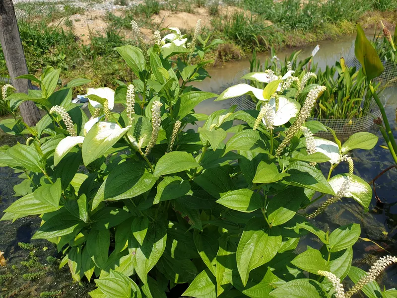 Saururus chinensis (Chinese Lizard's Tail) - Aquatic Plants Nursery