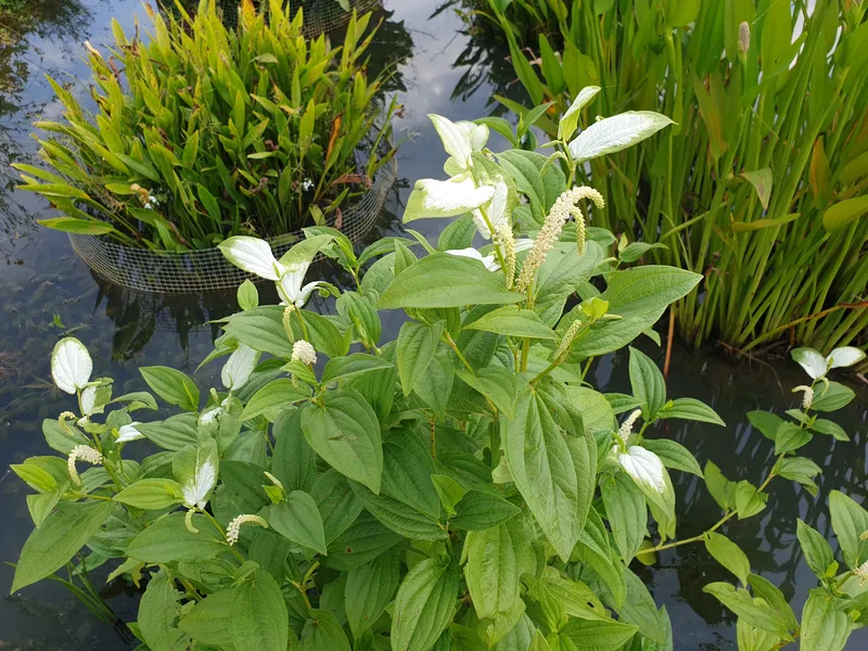 Saururus chinensis (Chinese Lizard's Tail) - Aquatic Plants Nursery