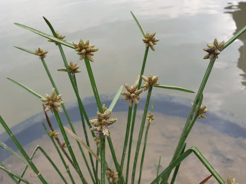 Schoenoplectiella mucronata (Bog Bulrush) - Aquatic Plants Nursery